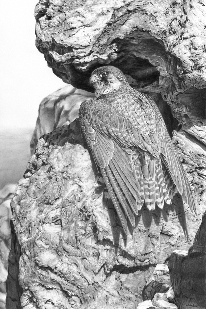 Gallery – Patrick Gnan Wildlife and Nature Artist